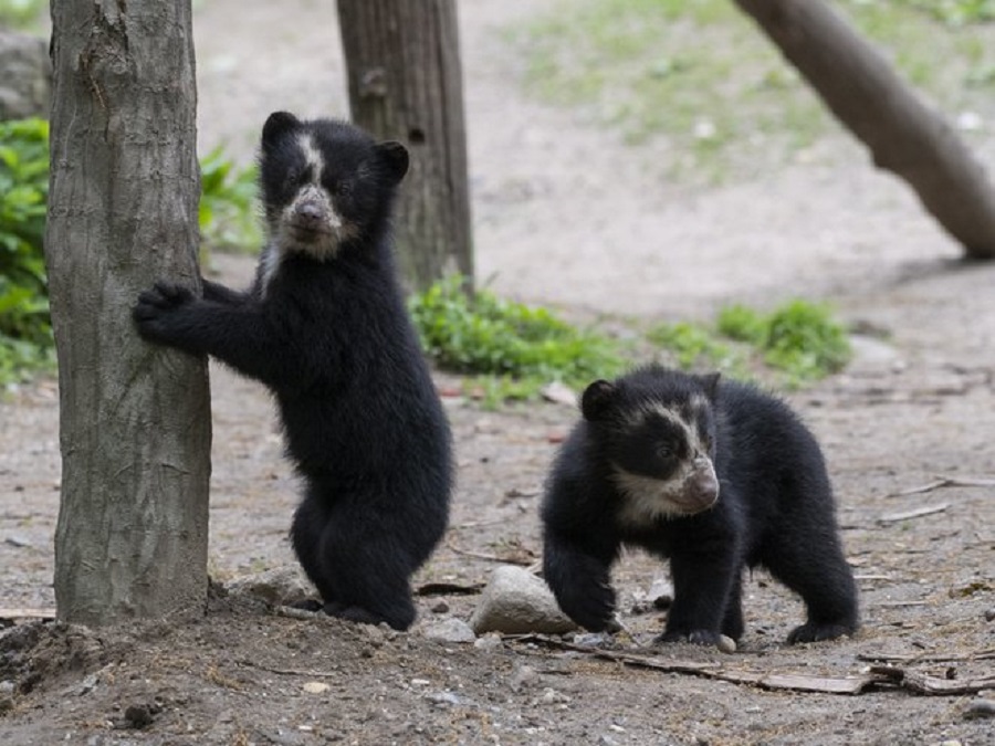 Spectacled Bear Facts - Learn About the Spectacled Bear ...